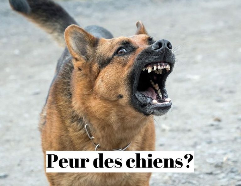 Comment vaincre la peur des chiens (cynophobie)